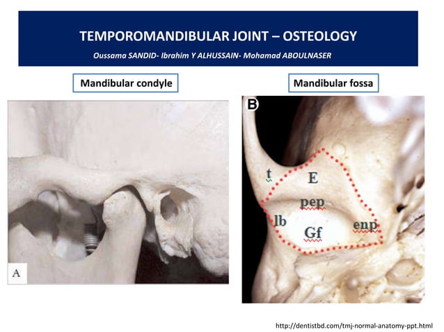 157 temporomandibular joint-tmj- anatomy mechanichs | PDF