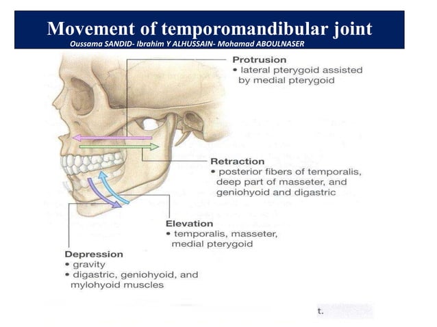 157 temporomandibular joint-tmj- anatomy mechanichs | PDF