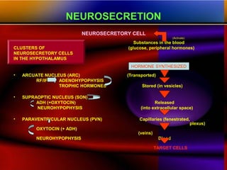 157085171 hipothalamus-hipofisis | PPT