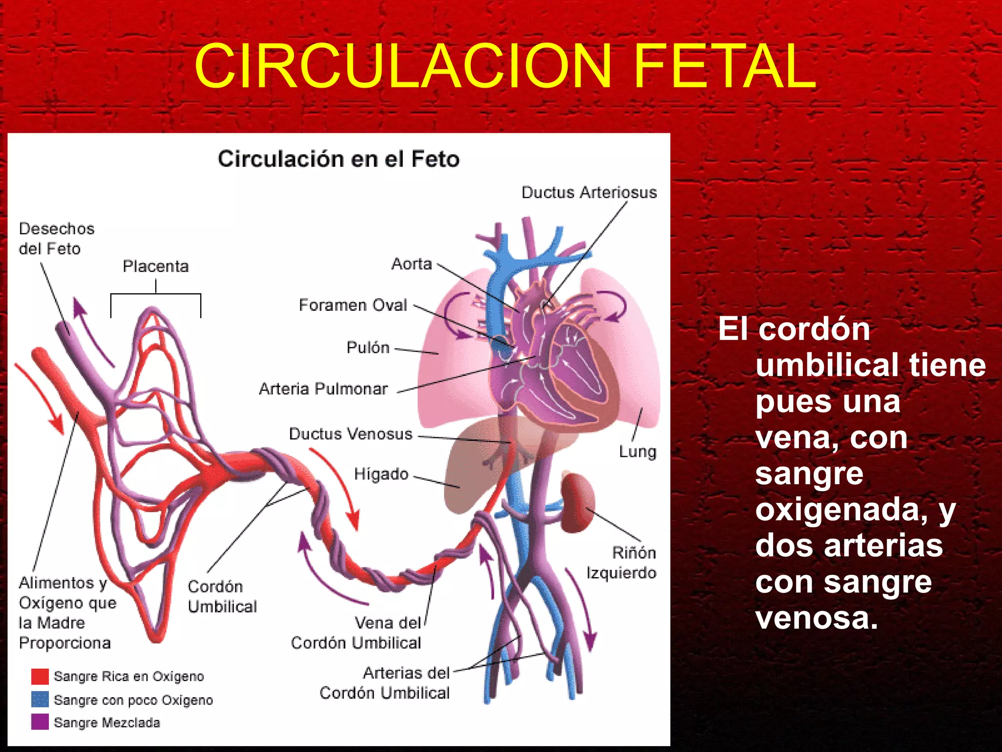 Corazón Fetal en la ecografía Obstétrica