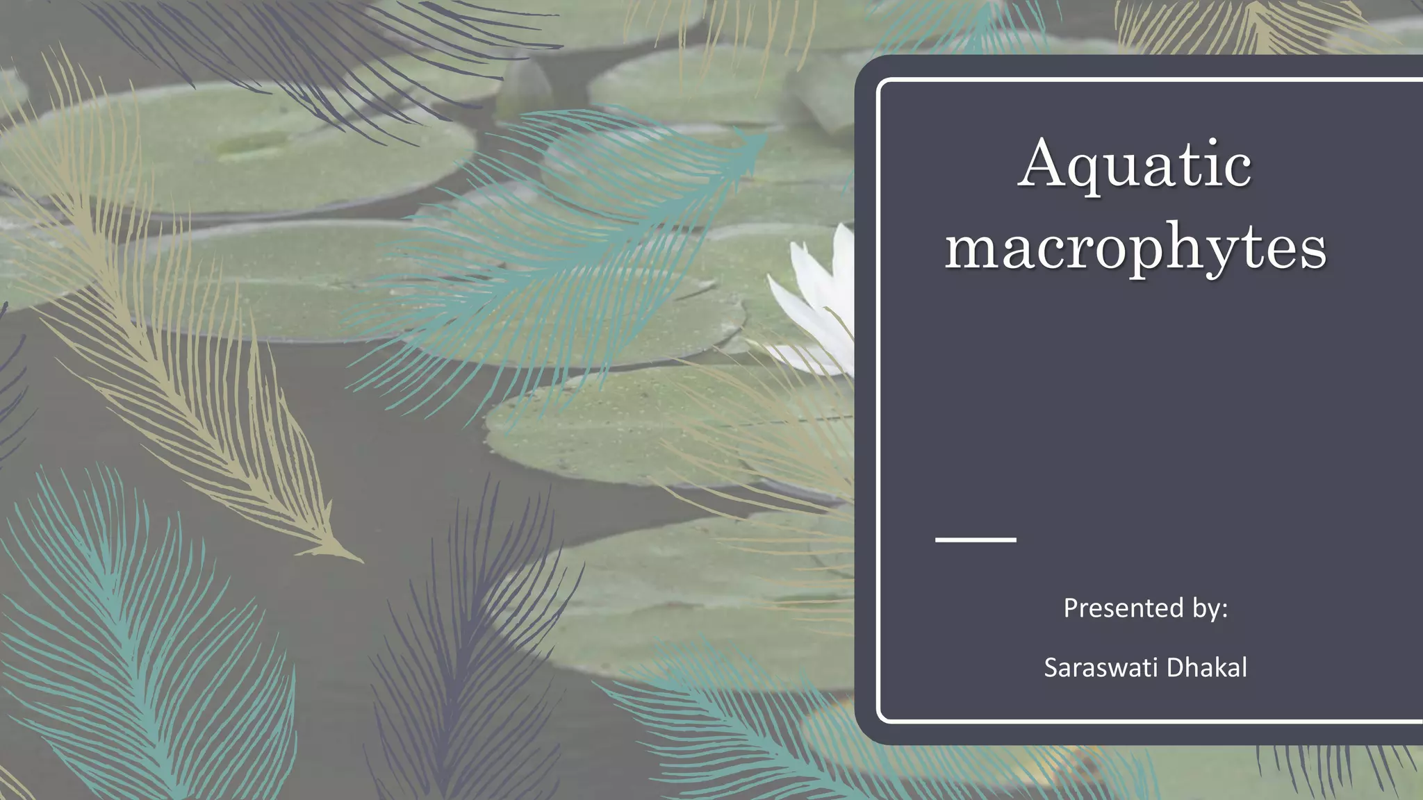 Aquatic macrophytes in pond | PPT