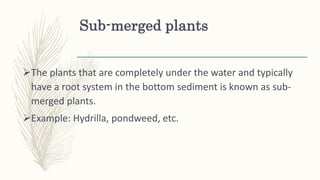 Aquatic macrophytes in pond | PPT