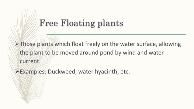 Aquatic macrophytes in pond | PPT