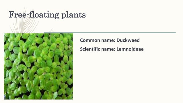 Aquatic macrophytes in pond | PPT