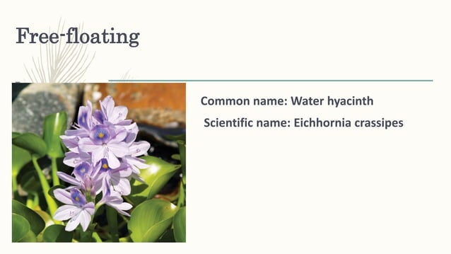 Aquatic macrophytes in pond | PPT
