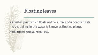 Aquatic macrophytes in pond | PPT