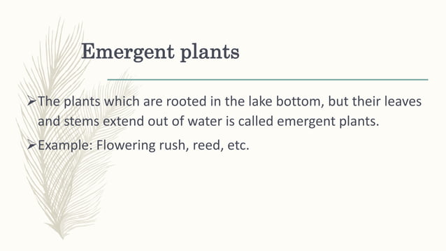 Aquatic macrophytes in pond | PPT