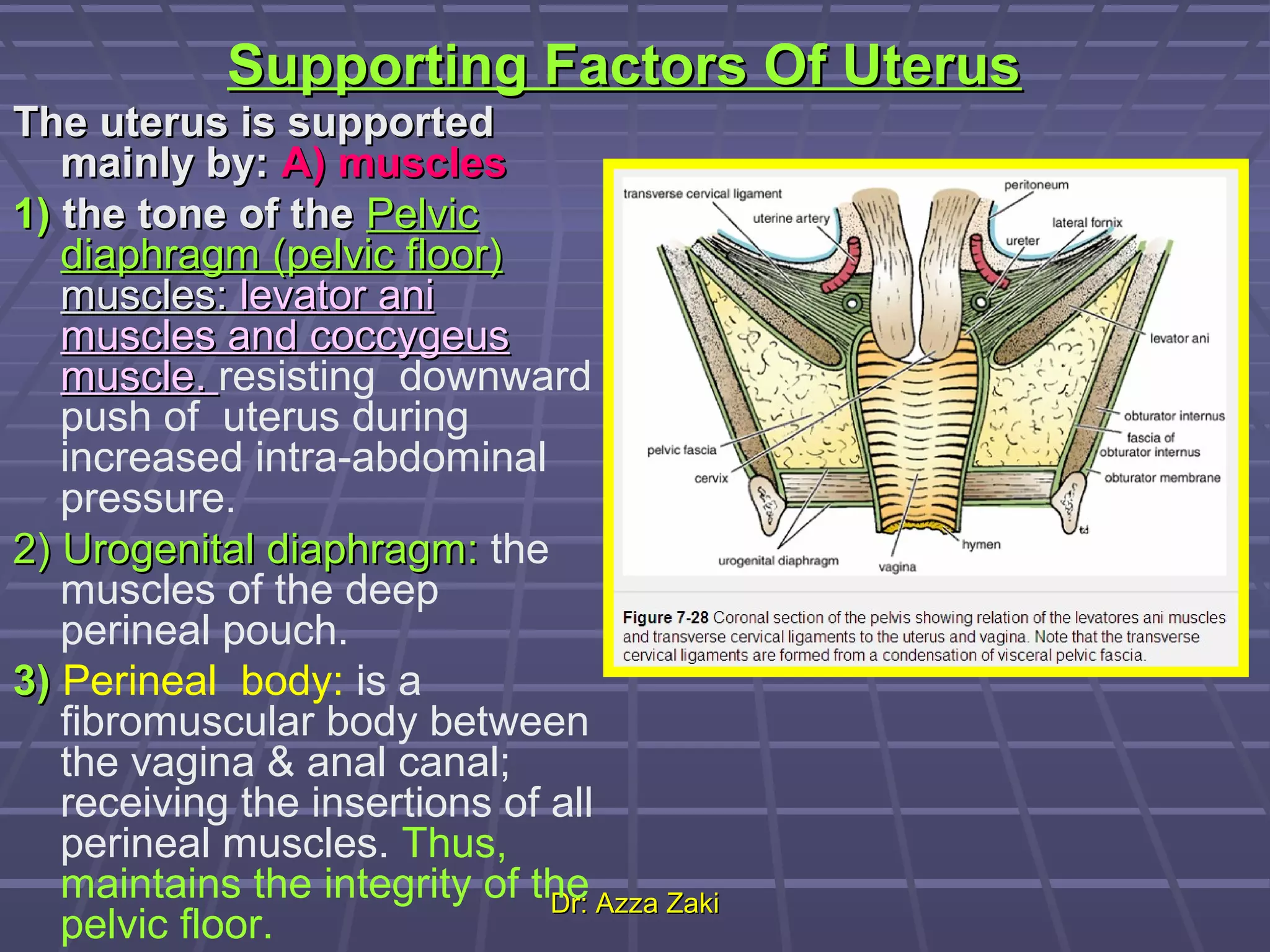 15745481 female-reproductive-system | PPT