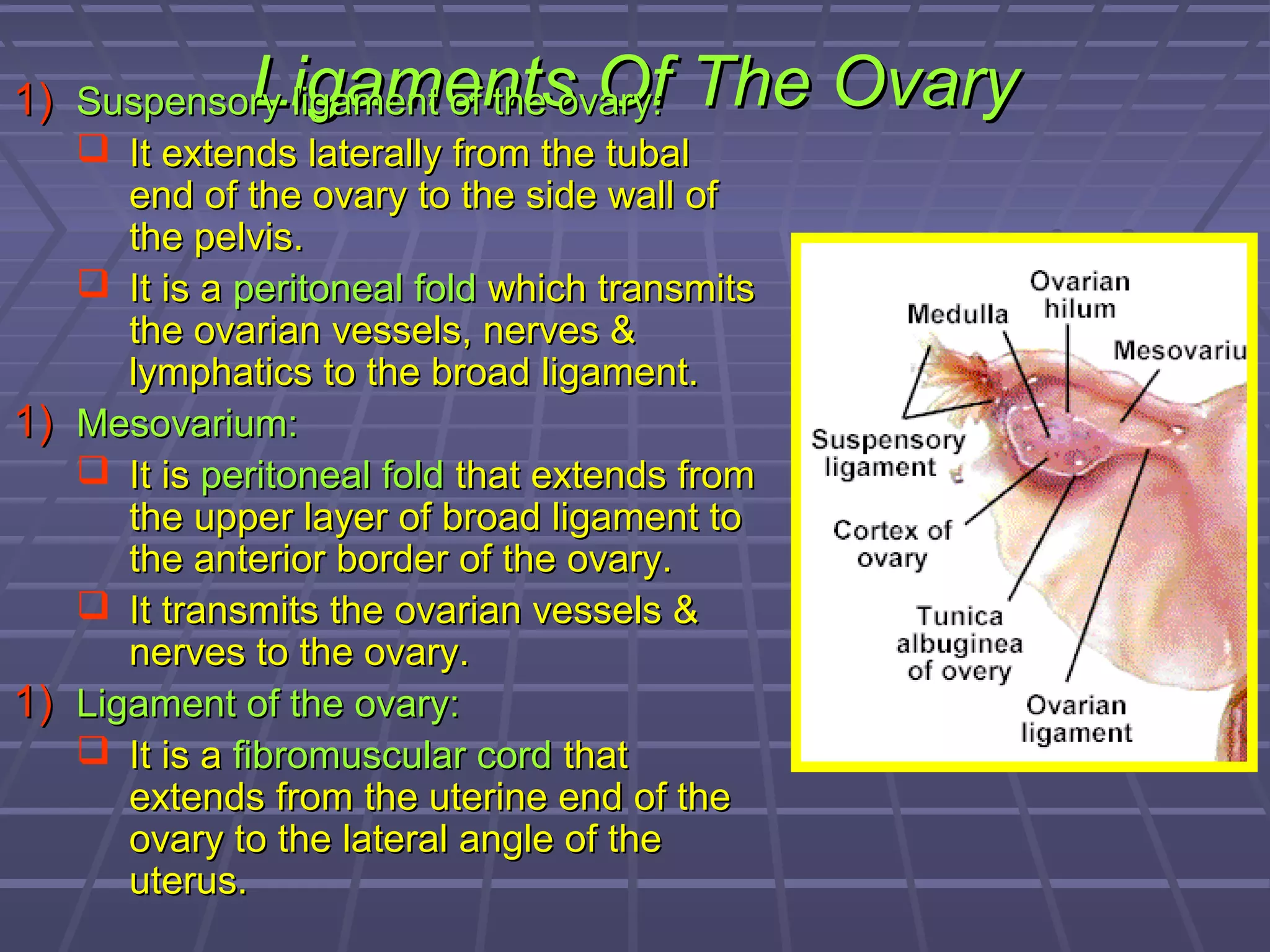 15745481 female-reproductive-system | PPT