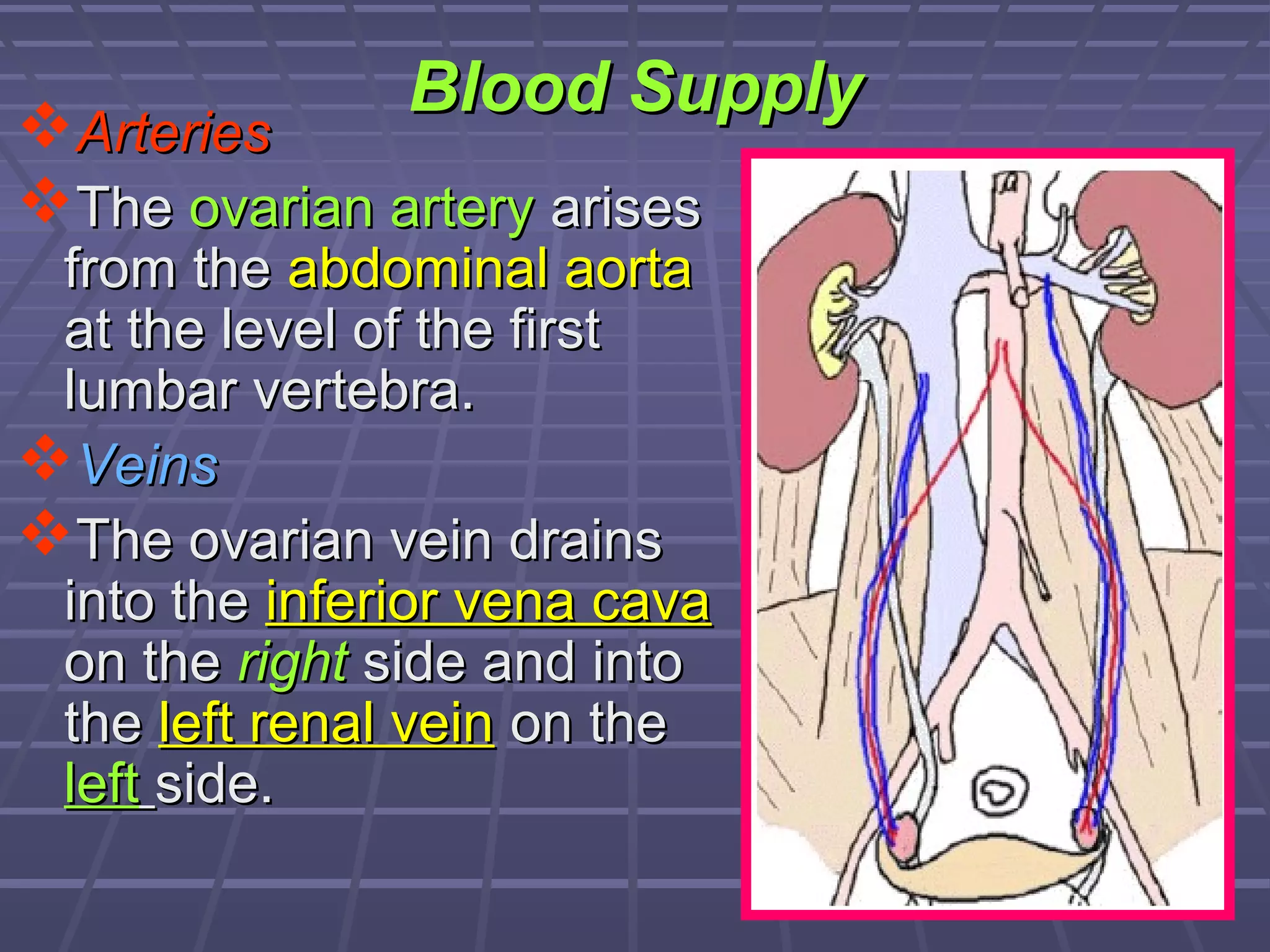 15745481 female-reproductive-system | PPT