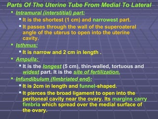15745481 female-reproductive-system | PPT