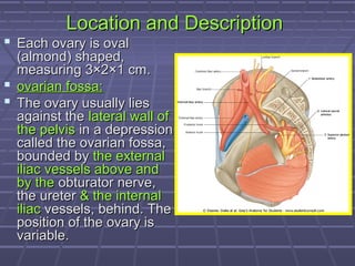 15745481 female-reproductive-system | PPT