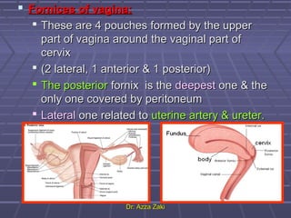 15745481 female-reproductive-system | PPT
