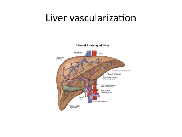157954265-Vascularization-of-Abdomen.pptx | Heart and Cardiovascular ...