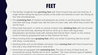 1582498838985_1582498821266_Bird features.pptx