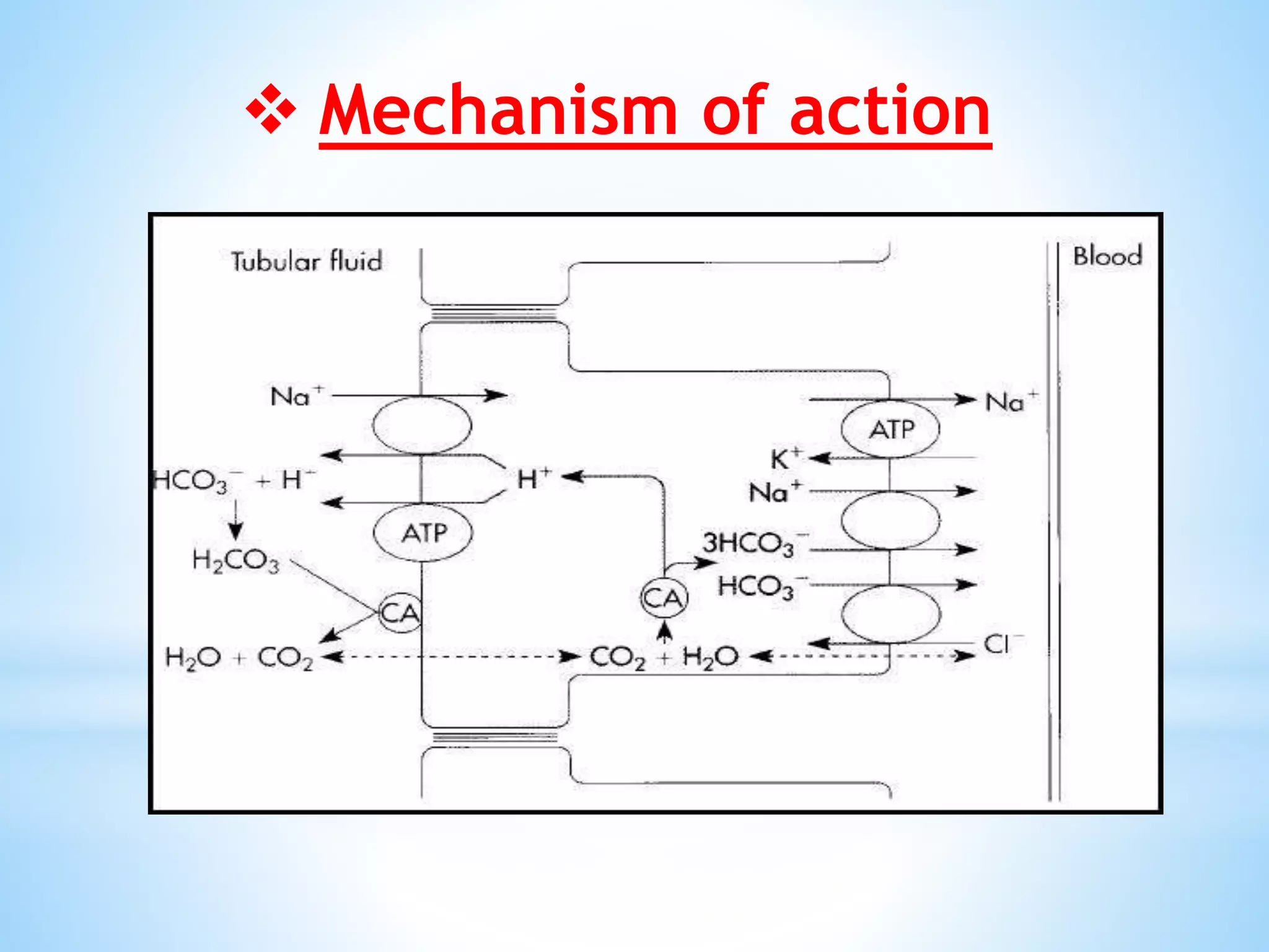 Furosemide Mechanism Of Action Flow Chart