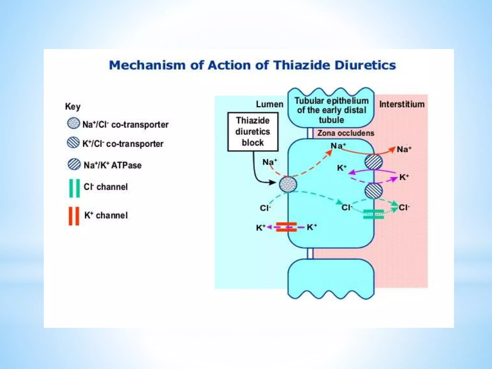 Diuretics-Mechanism of action,Diuretic Types and Adverse effects,Drug ...