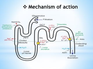 Diuretics-Mechanism of action,Diuretic Types and Adverse effects,Drug ...