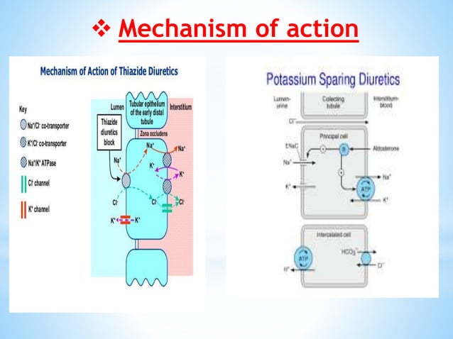 Diuretics-Mechanism of action,Diuretic Types and Adverse effects,Drug ...