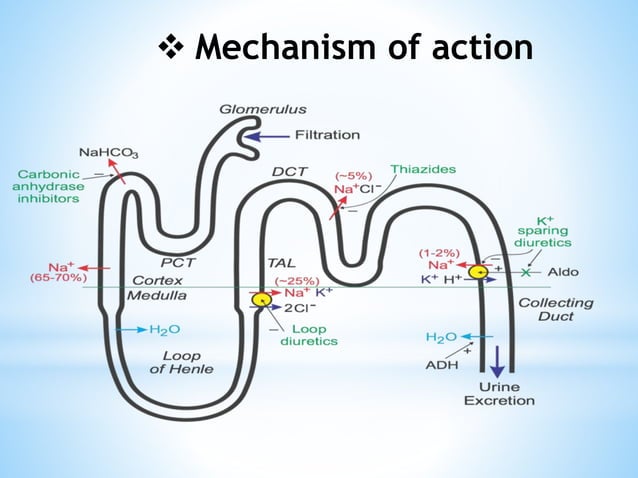 Diuretics-Mechanism of action,Diuretic Types and Adverse effects,Drug ...