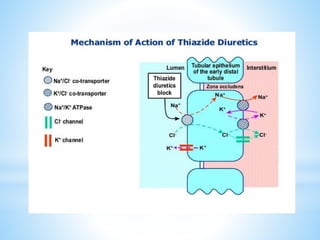 Furosemide Mechanism Of Action