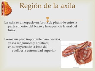 Anatomía de la Mama y la Región Axilar | PPT