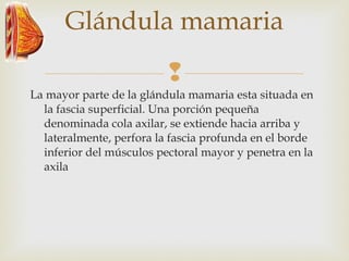 Anatomía de la Mama y la Región Axilar | PPT