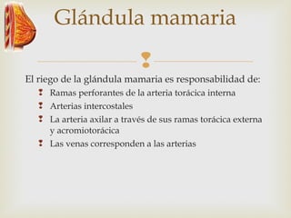 Anatomía de la Mama y la Región Axilar | PPT