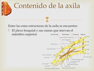 Anatomía de la Mama y la Región Axilar | PPT
