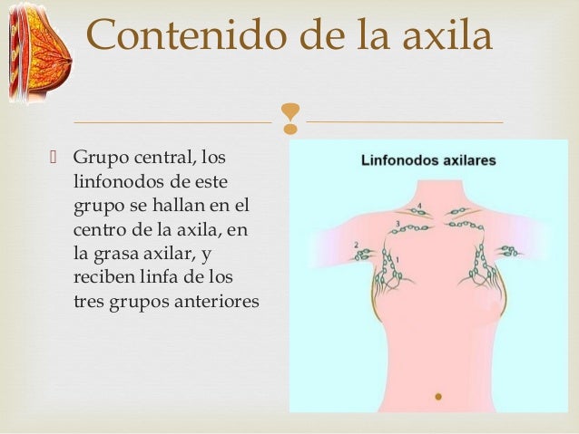 Anatomía de la Mama y la Región Axilar
