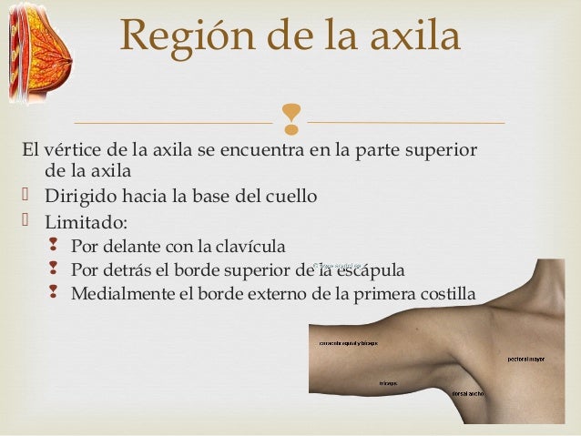 Anatomía de la Mama y la Región Axilar