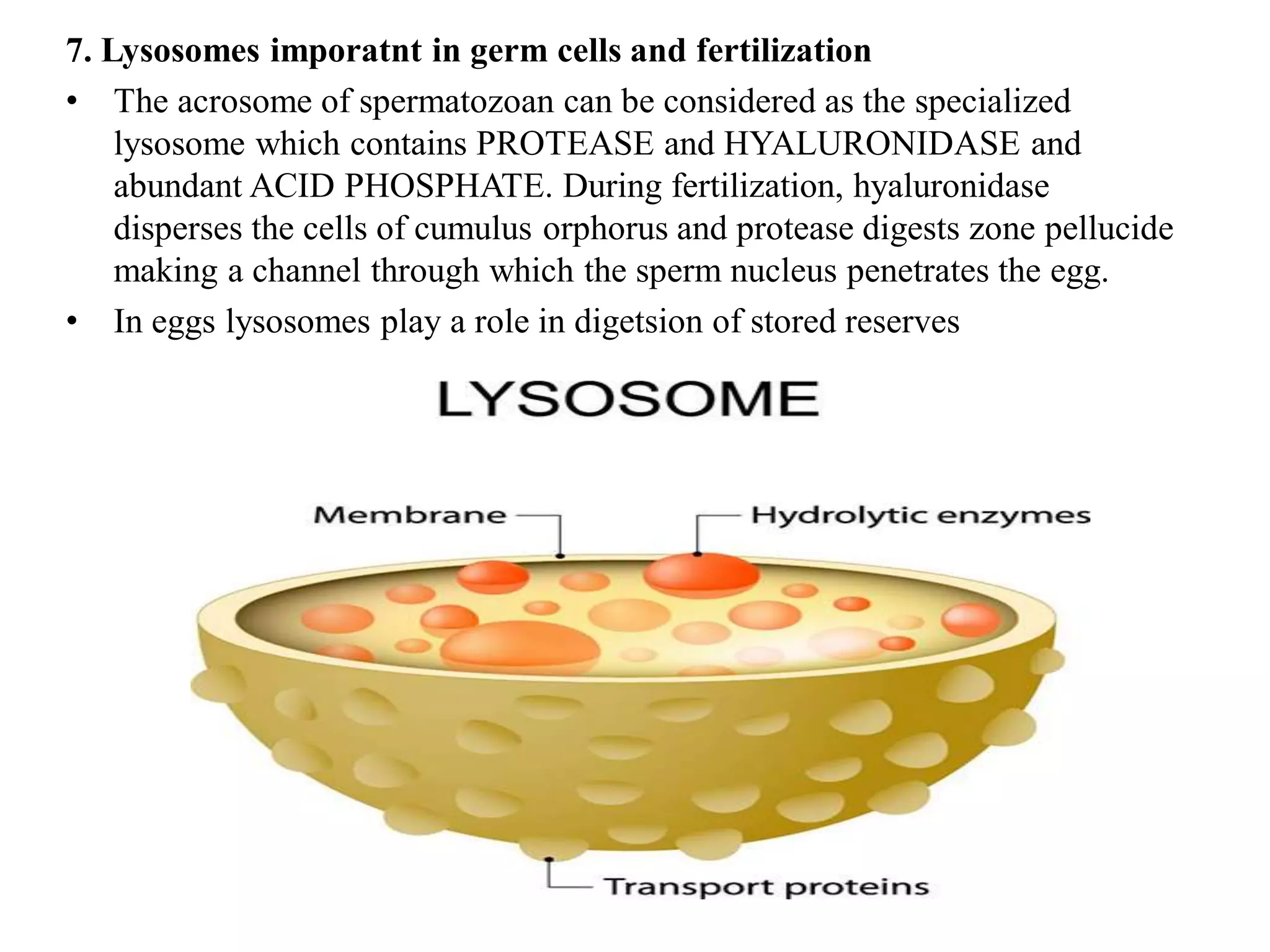 1585118470_Z(H)-II-LYSOSOMES.pdf