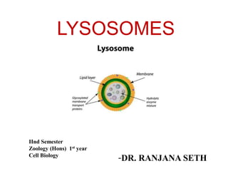 Lysosomes Structure