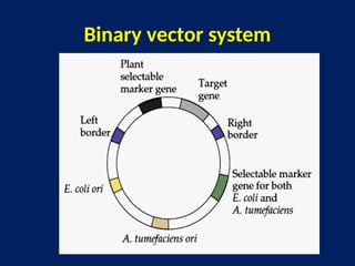 Biotechnology - concept of transgenic_plants.pptx