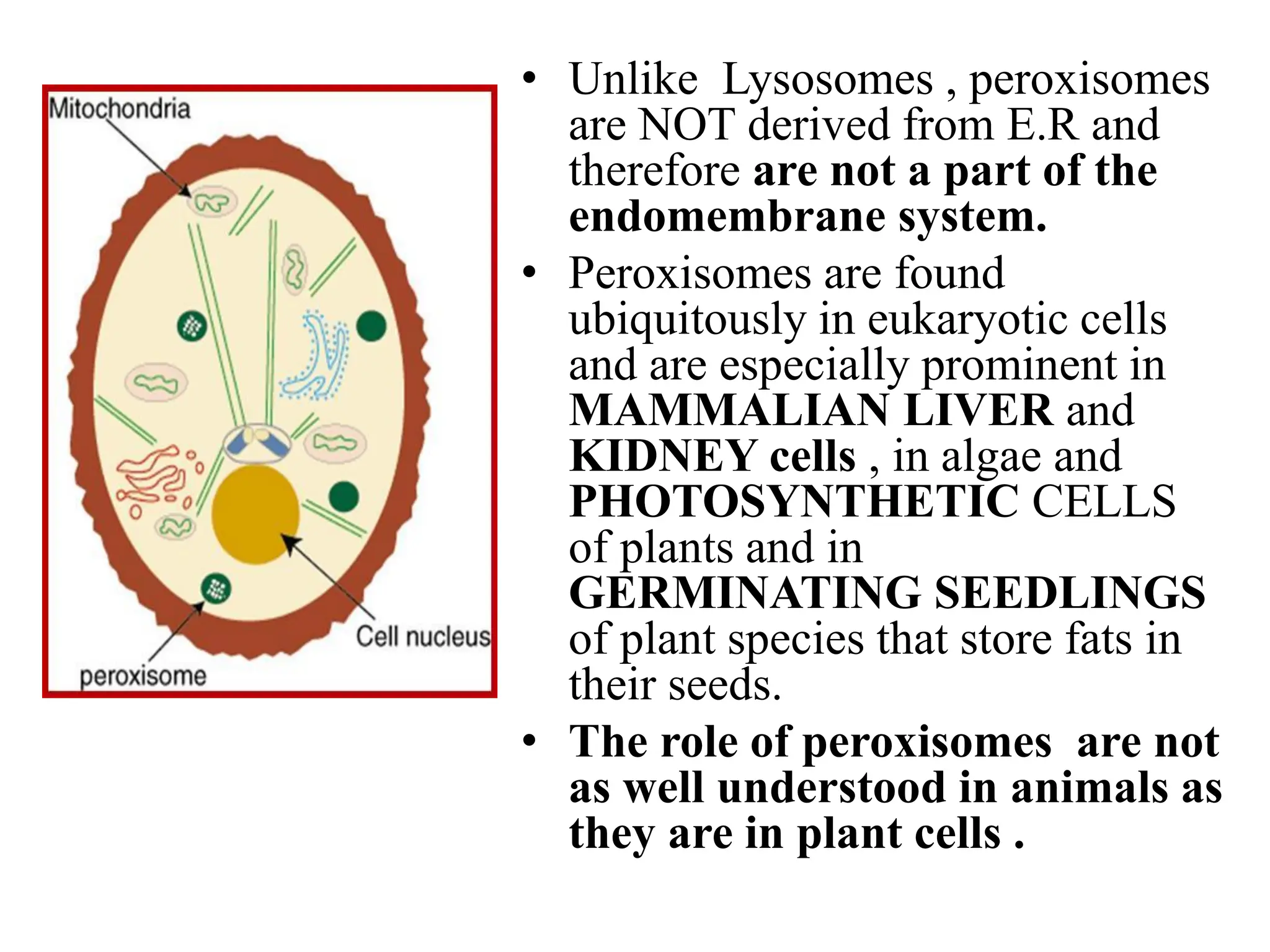 1585301966_Z(H)-II-Peroxisomes, microbodies and cytosome.pdf