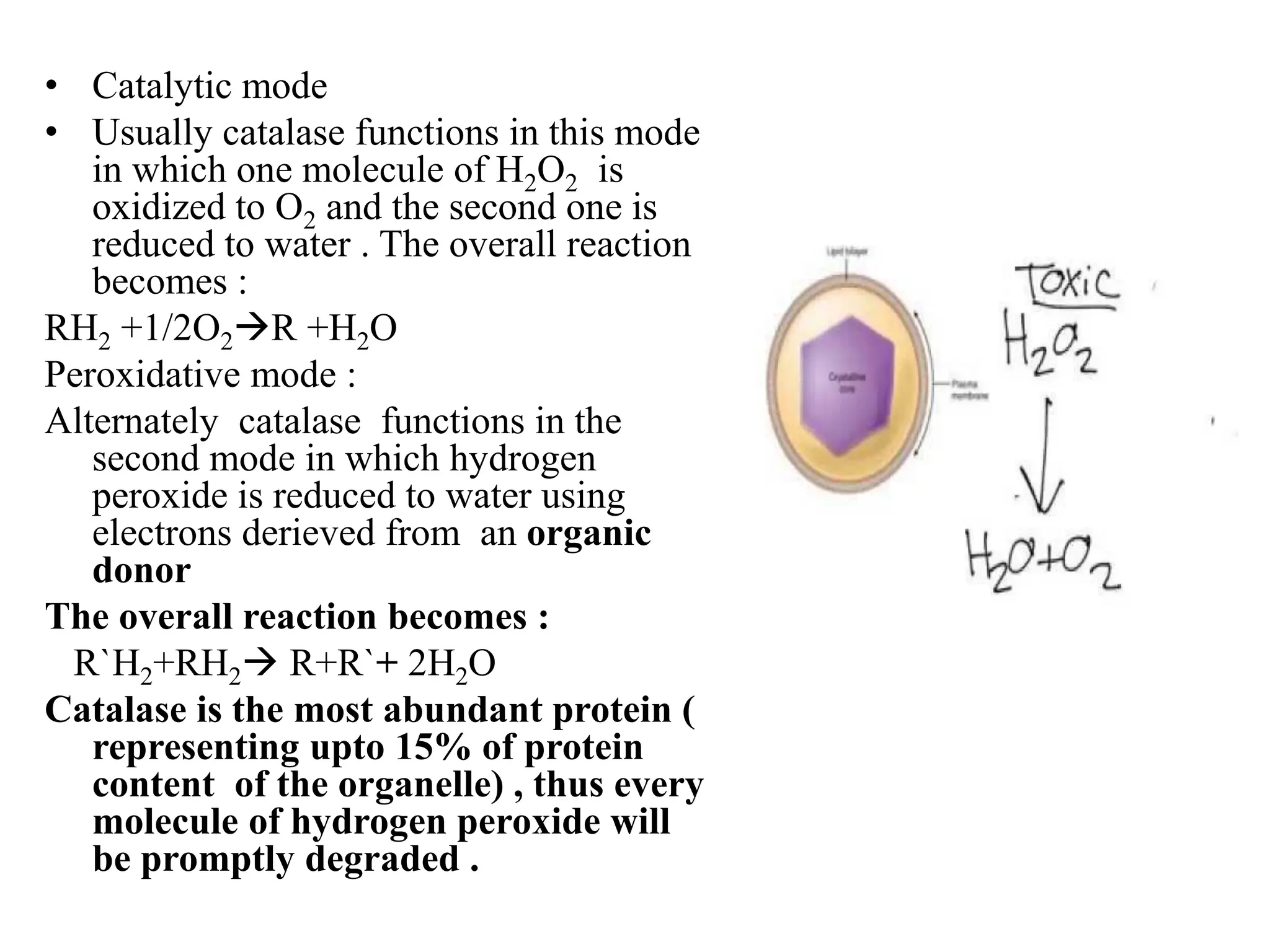 1585301966_Z(H)-II-Peroxisomes, microbodies and cytosome.pdf