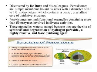 1585301966_Z(H)-II-Peroxisomes, microbodies and cytosome.pdf