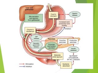 Hormones of the digestive system.ppt