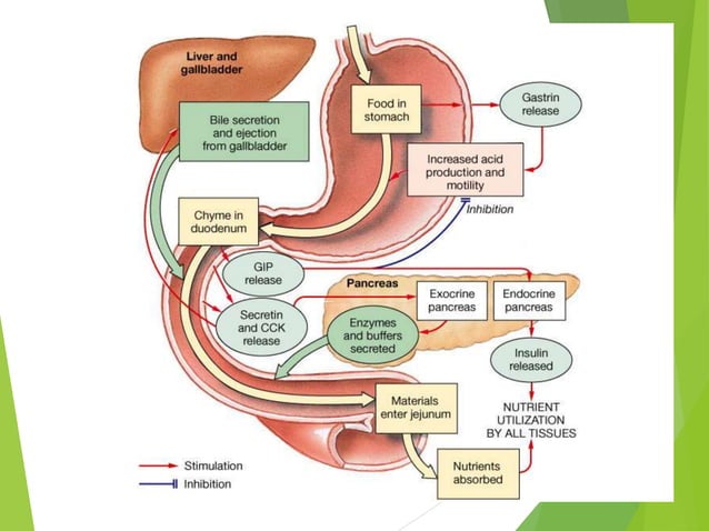 Hormones of the digestive system.ppt | Endocrine and Metabolic Diseases ...