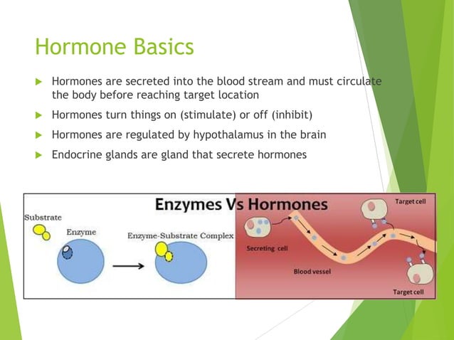Hormones of the digestive system.ppt | Endocrine and Metabolic Diseases ...