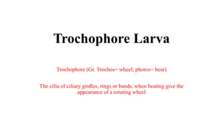 II-Non_Chordata-3.ppt