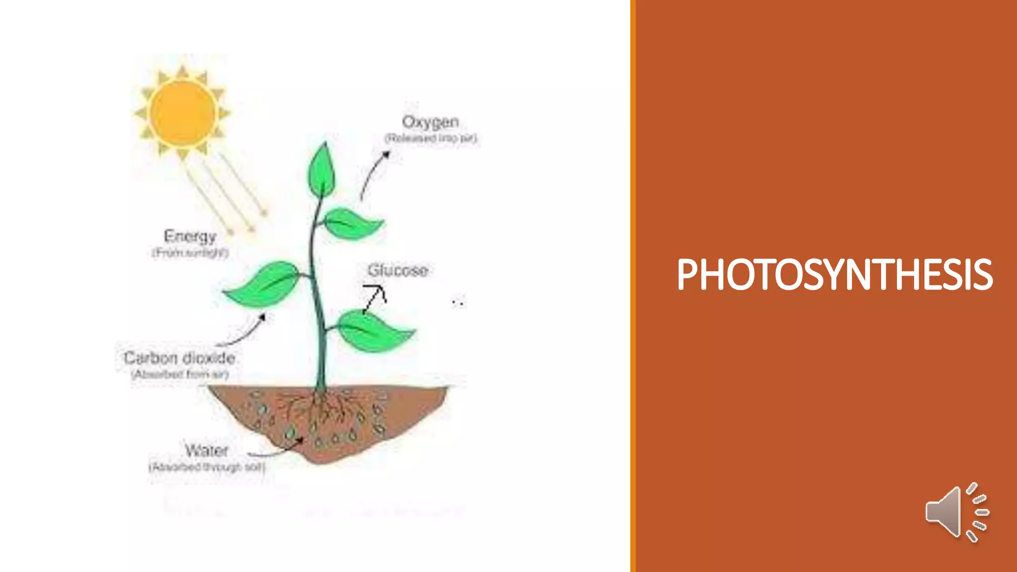 Photosynthesis Presentation Part 2 | PPT