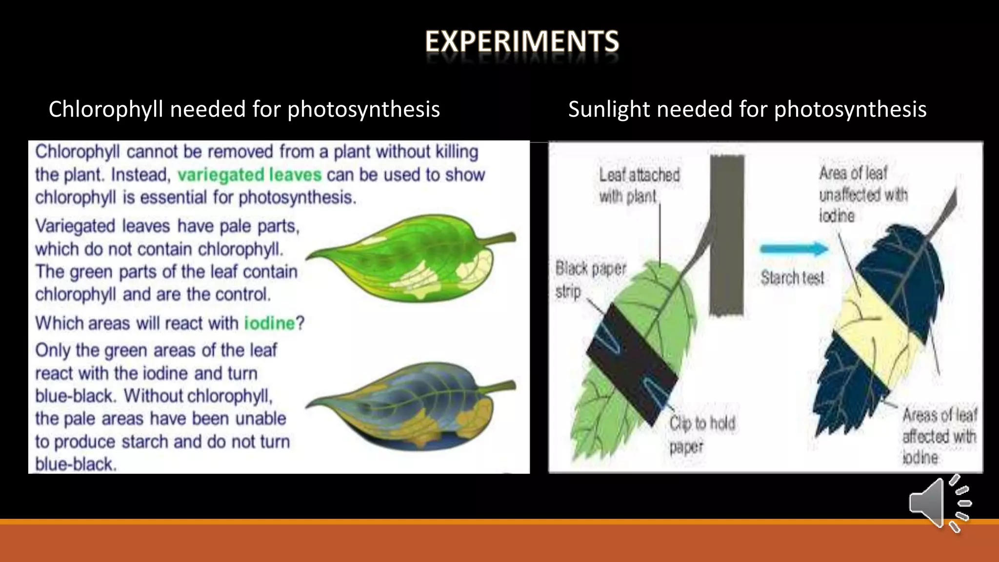 Photosynthesis Presentation Part 2 | PPT