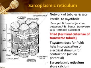 1587124408-biomechanics-of-skeletal-muscles.pdf