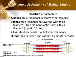 1587124408-biomechanics-of-skeletal-muscles.pdf