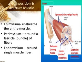 1587124408-biomechanics-of-skeletal-muscles.pdf