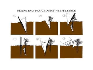 Sowing Methods | PPTX