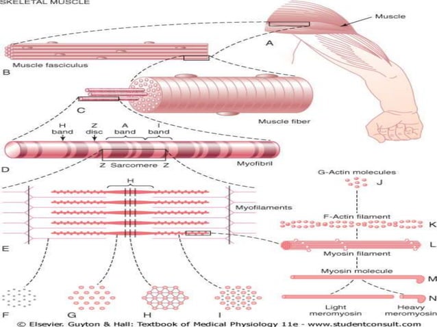 1587411978-skeletal-muscle.pptx