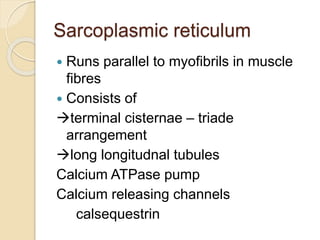 1587411978-skeletal-muscle.pptx