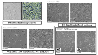 1587726190_Z(H)-VI-Biotechnology.pdf
